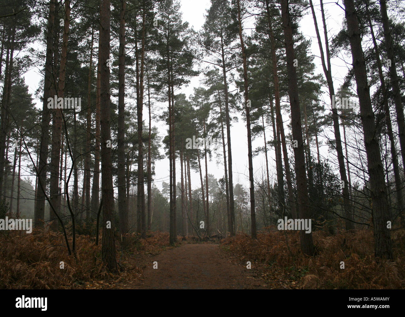 Kent pine forest hi-res stock photography and images - Alamy