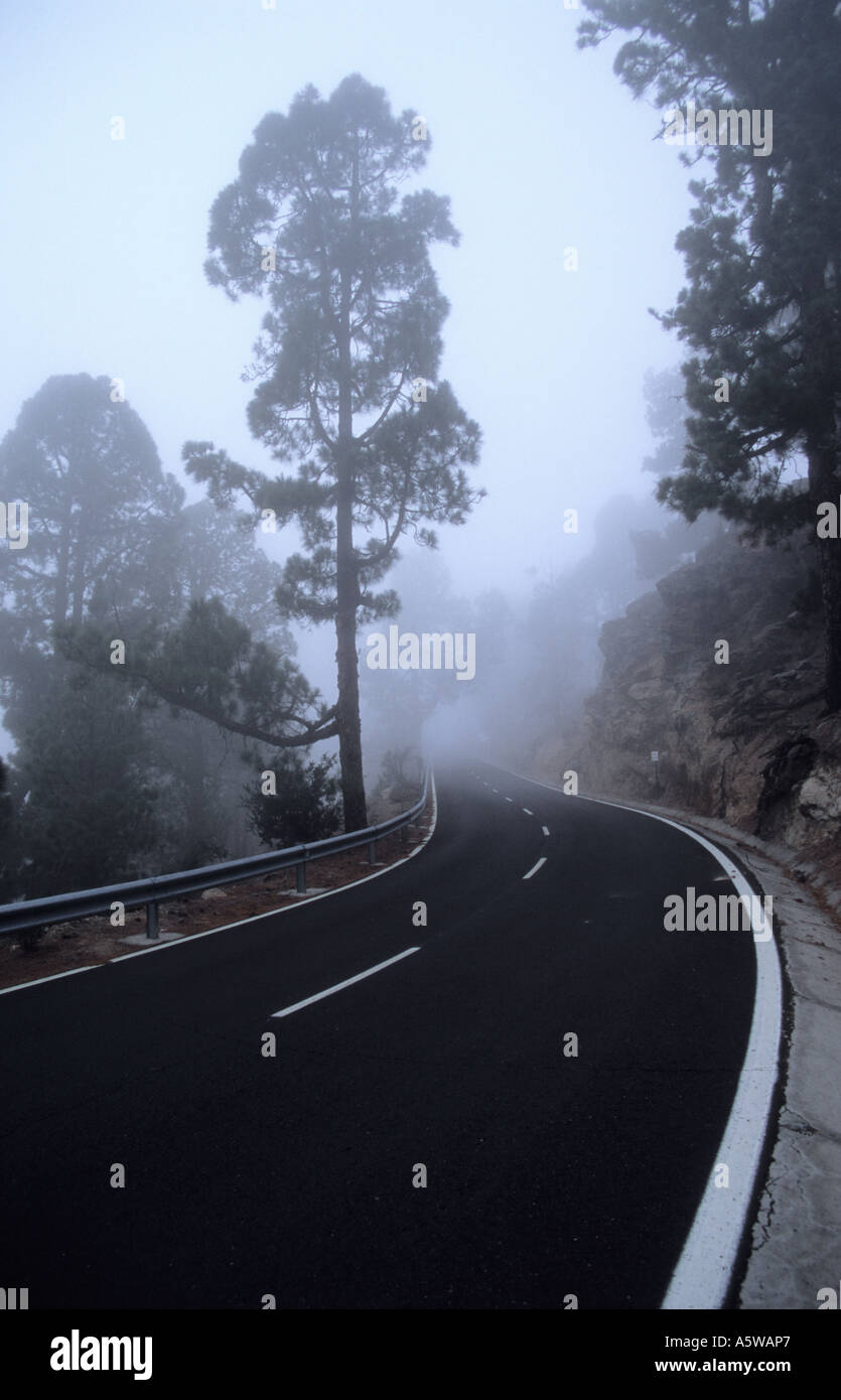Pino canario pinus canariensis hi-res stock photography and images - Alamy