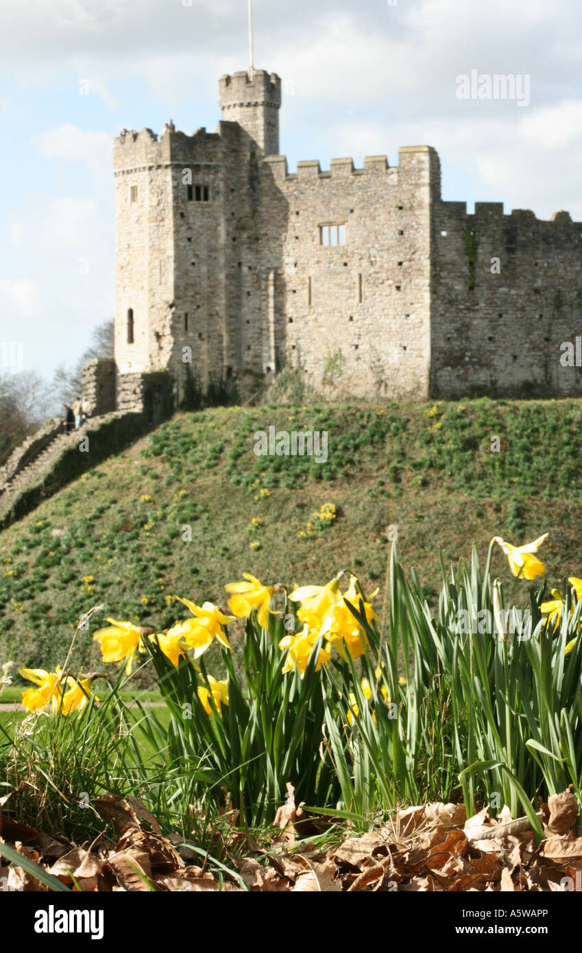 Cardiff castle and Welsh daffodil image from within the castle grounds ...