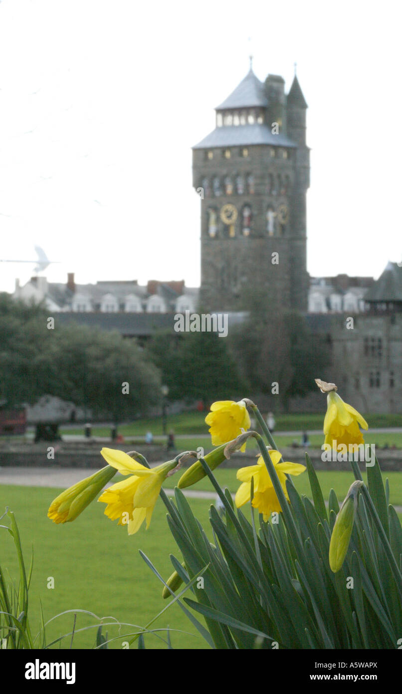 Welsh Daffodil Stock Photos & Welsh Daffodil Stock Images - Alamy