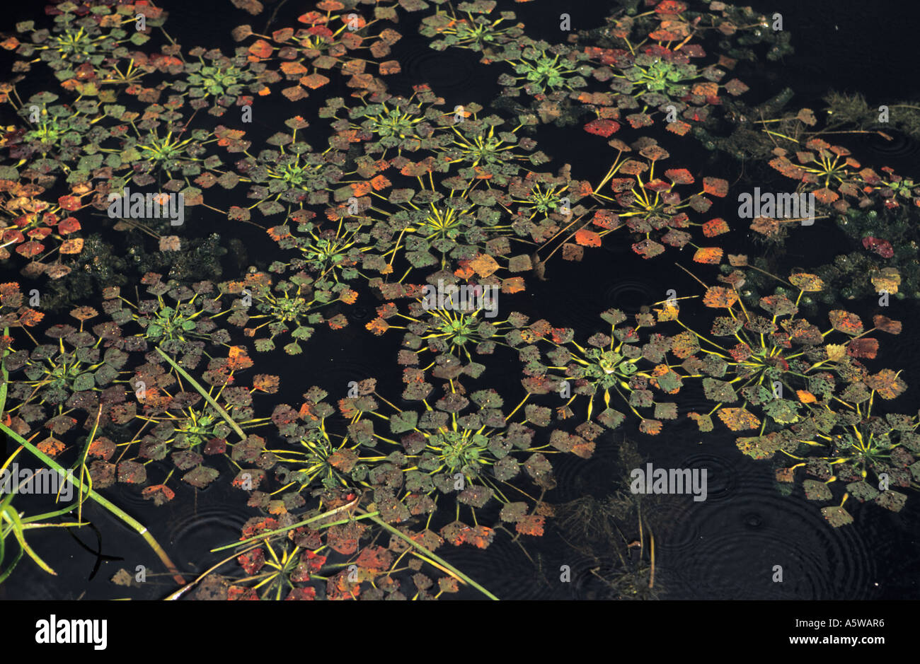 Leaves of Floating Water Nut Trapa natans Pokrotas lake Rugaju parish ...