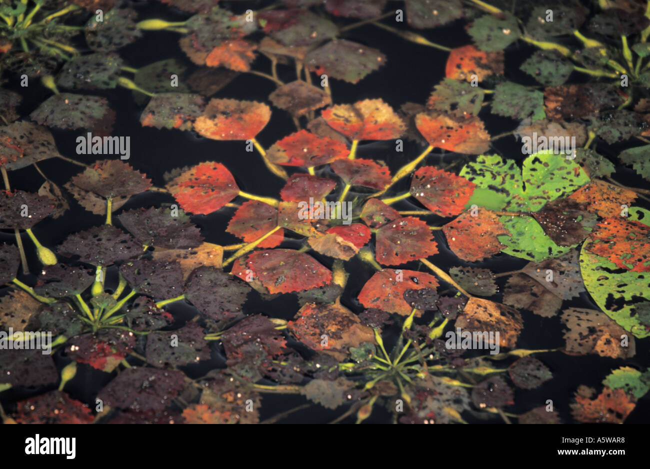 Leaves of Floating Water nut Trapa natans Stock Photo - Alamy
