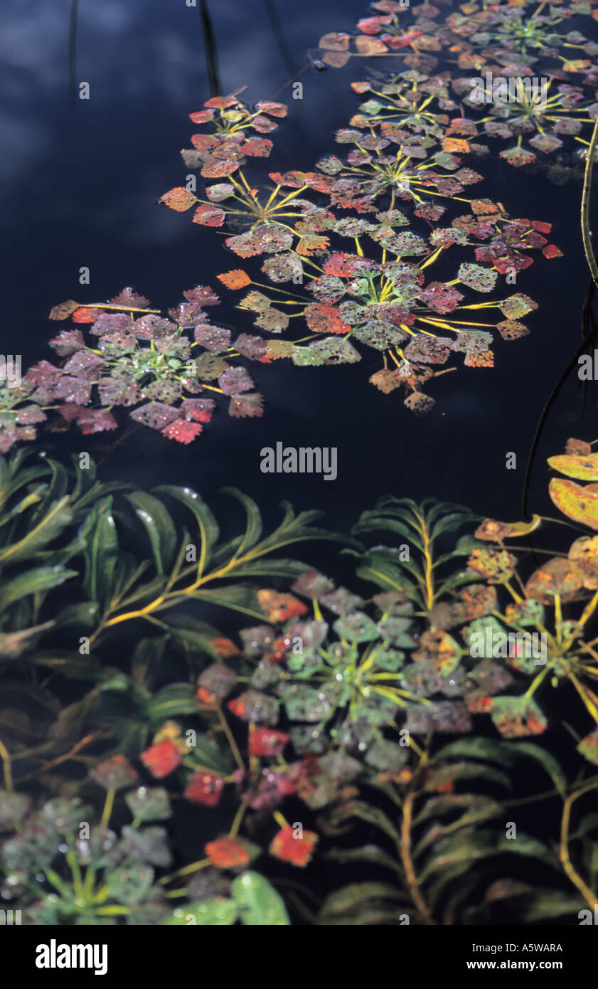 Leaves of Floating Water nut Trapa natans Stock Photo - Alamy