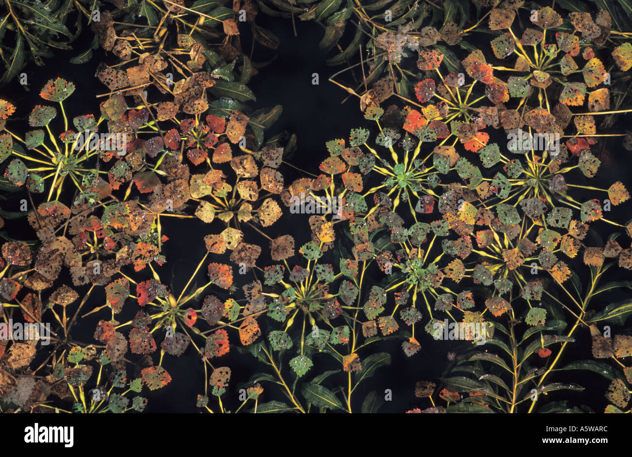 Leaves of Floating Water nut Trapa natans Stock Photo - Alamy