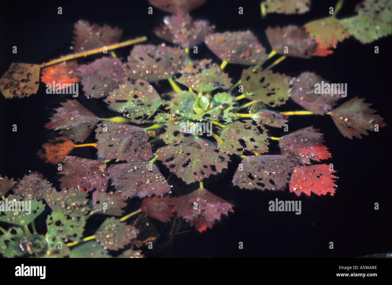 Leaves of Floating Water nut Trapa natans Stock Photo - Alamy