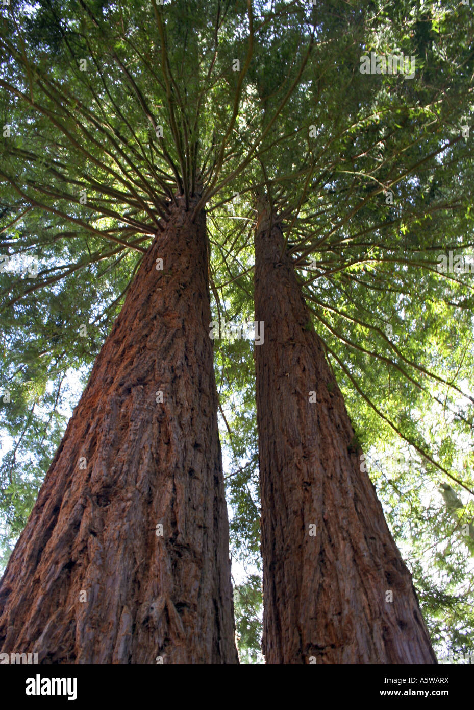 Serene sequoia sempervirens hi-res stock photography and images - Alamy