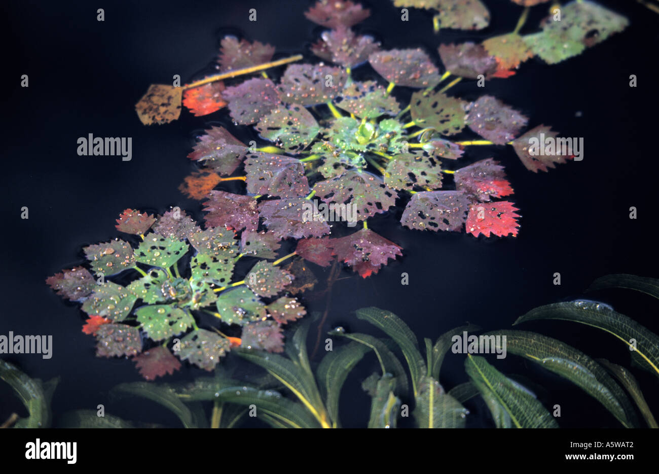 Floating water plants hi-res stock photography and images - Alamy
