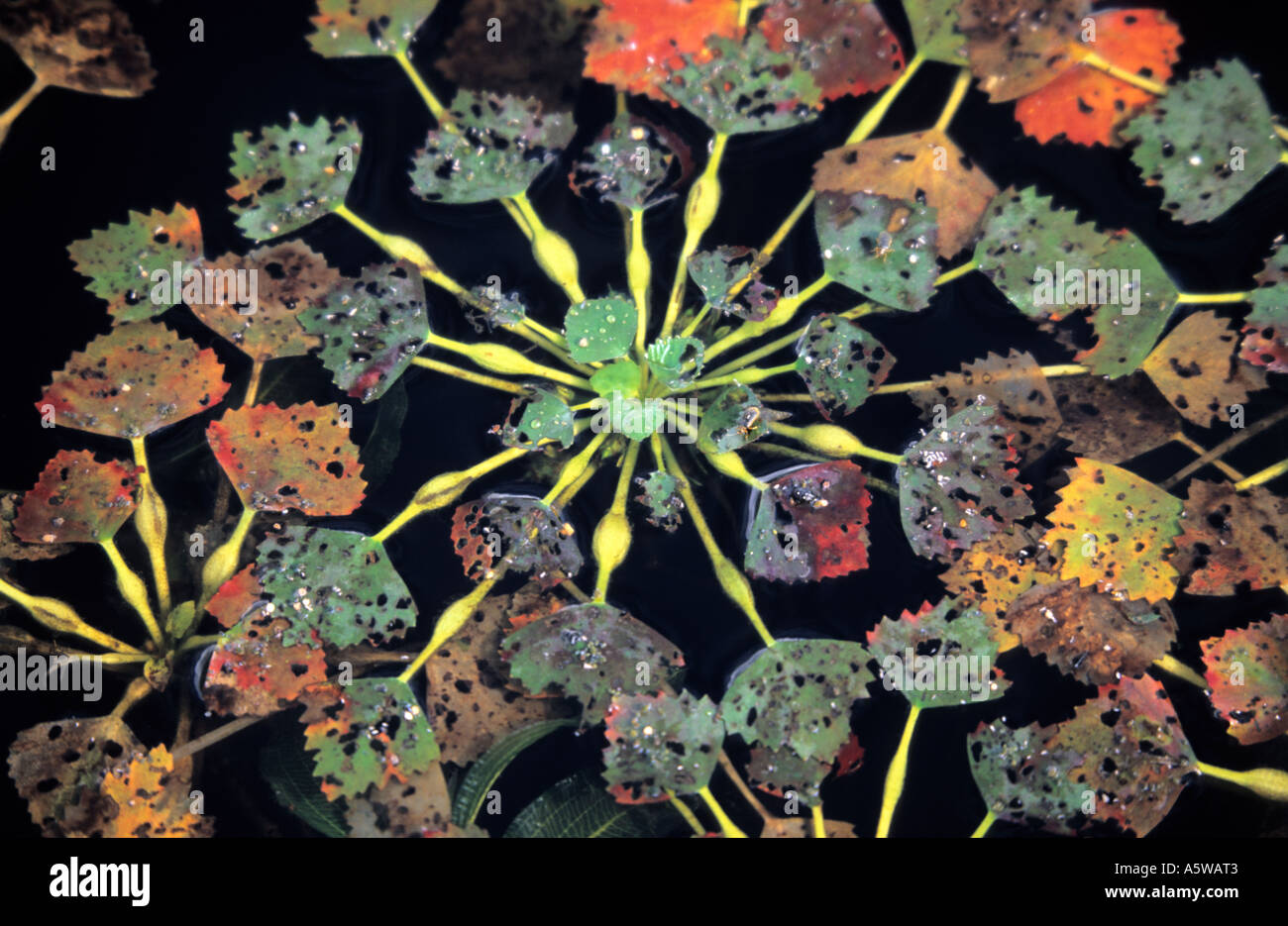 Trapa natans nature hi-res stock photography and images - Alamy