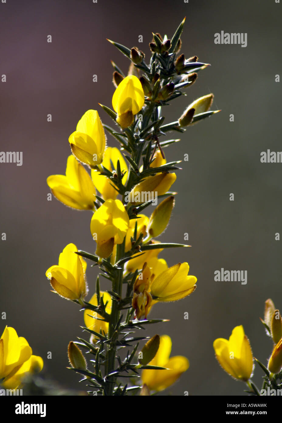 Spikey gorse plant hi-res stock photography and images - Alamy