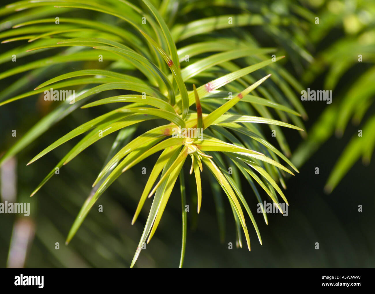 Close up pine fronds hi-res stock photography and images - Alamy