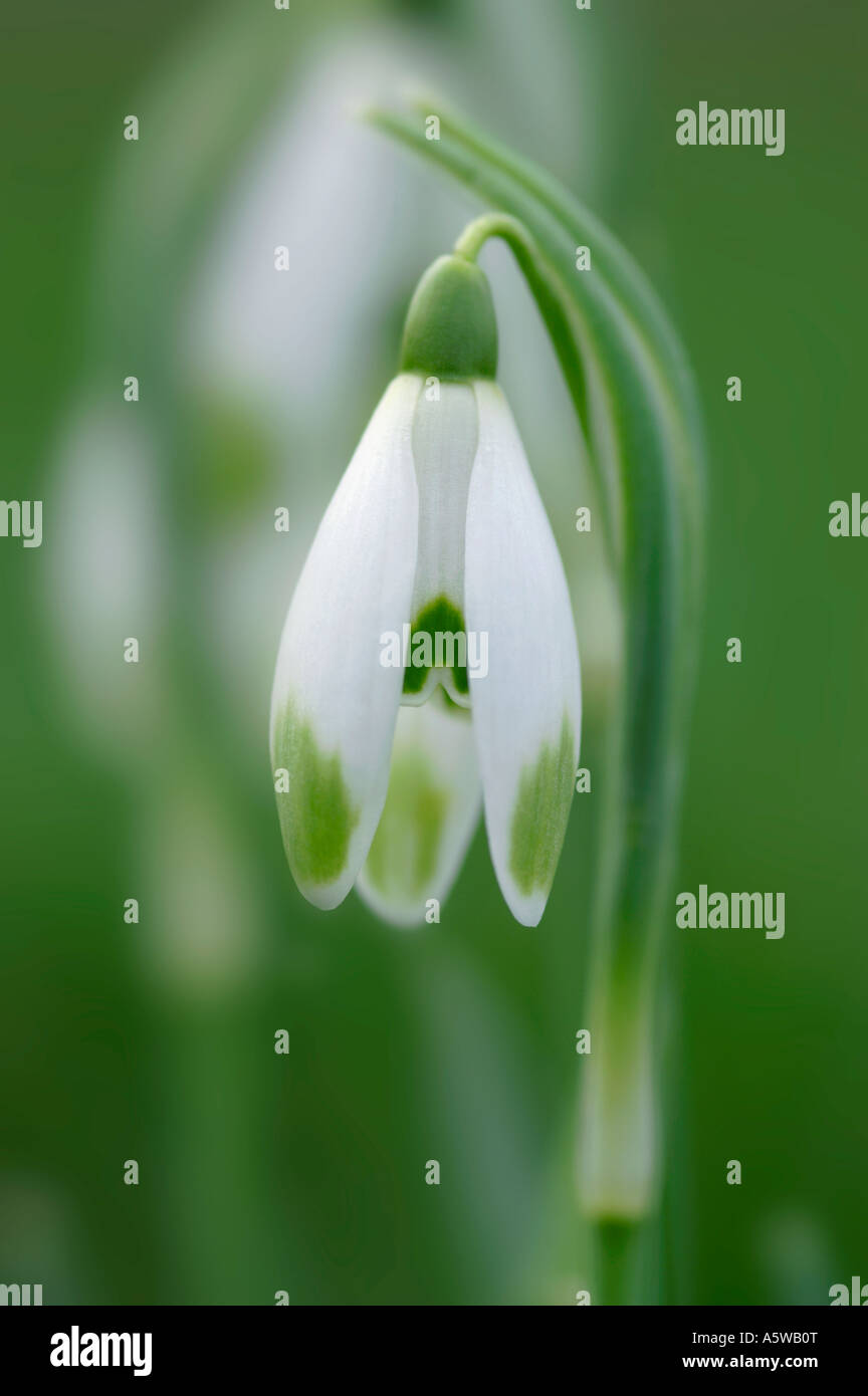 Snowdrop Bulb Stock Photos & Snowdrop Bulb Stock Images - Alamy