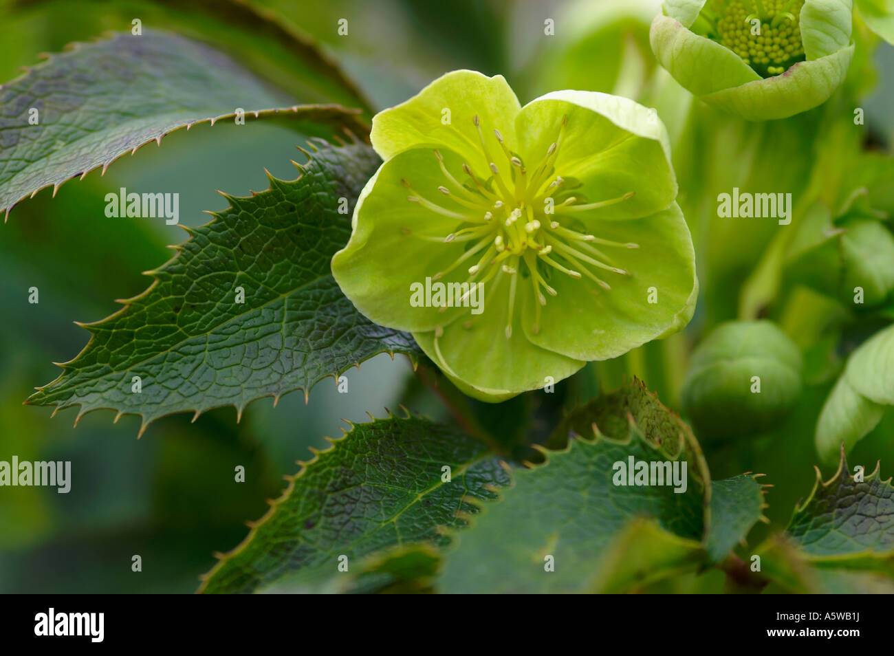 HELLEBORUS X STERNII HELLEBORE Stock Photo - Alamy