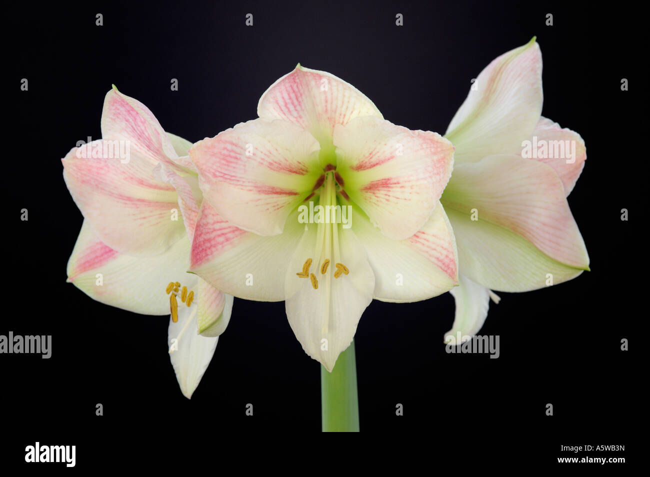 HIPPEASTRUM APPLE BLOSSOM AMARYLLIS Stock Photo - Alamy