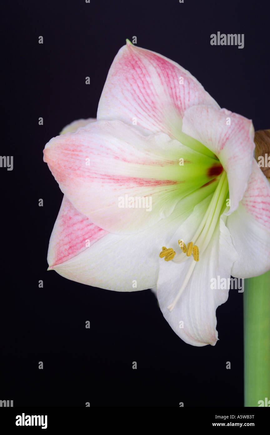 HIPPEASTRUM APPLE BLOSSOM AMARYLLIS Stock Photo - Alamy