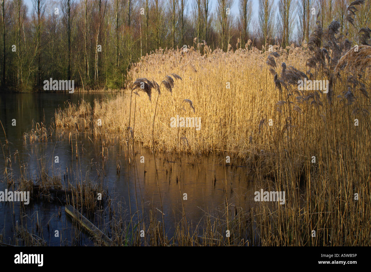 REED BEDS BRANDON MARSH Stock Photo - Alamy