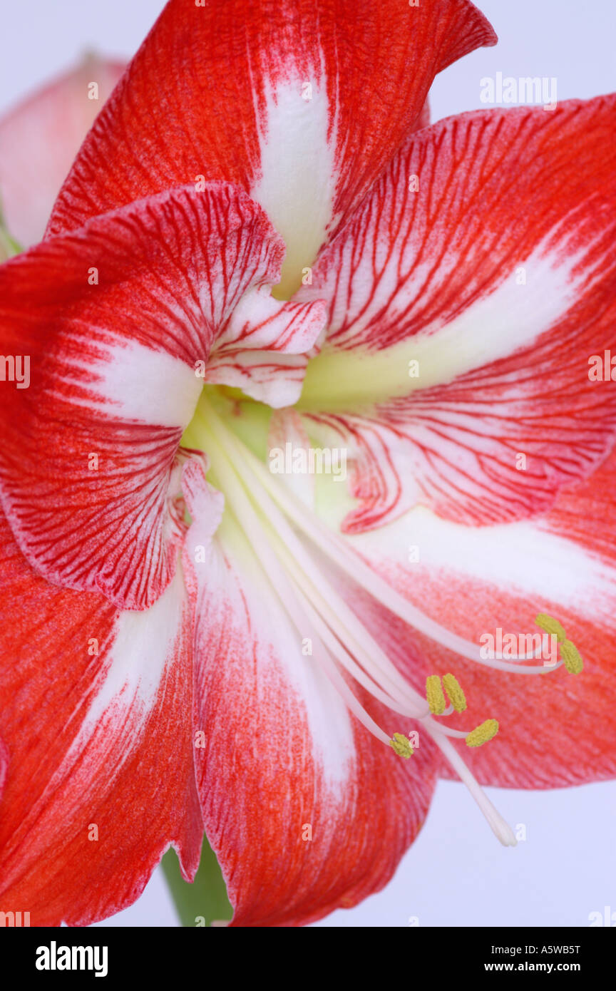 Background minerva hi-res stock photography and images - Alamy