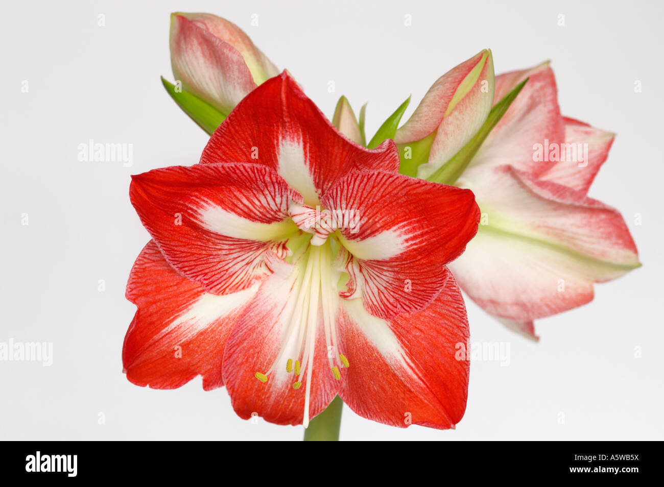 HIPPEASTRUM MINERVA AMARYLLIS Stock Photo - Alamy
