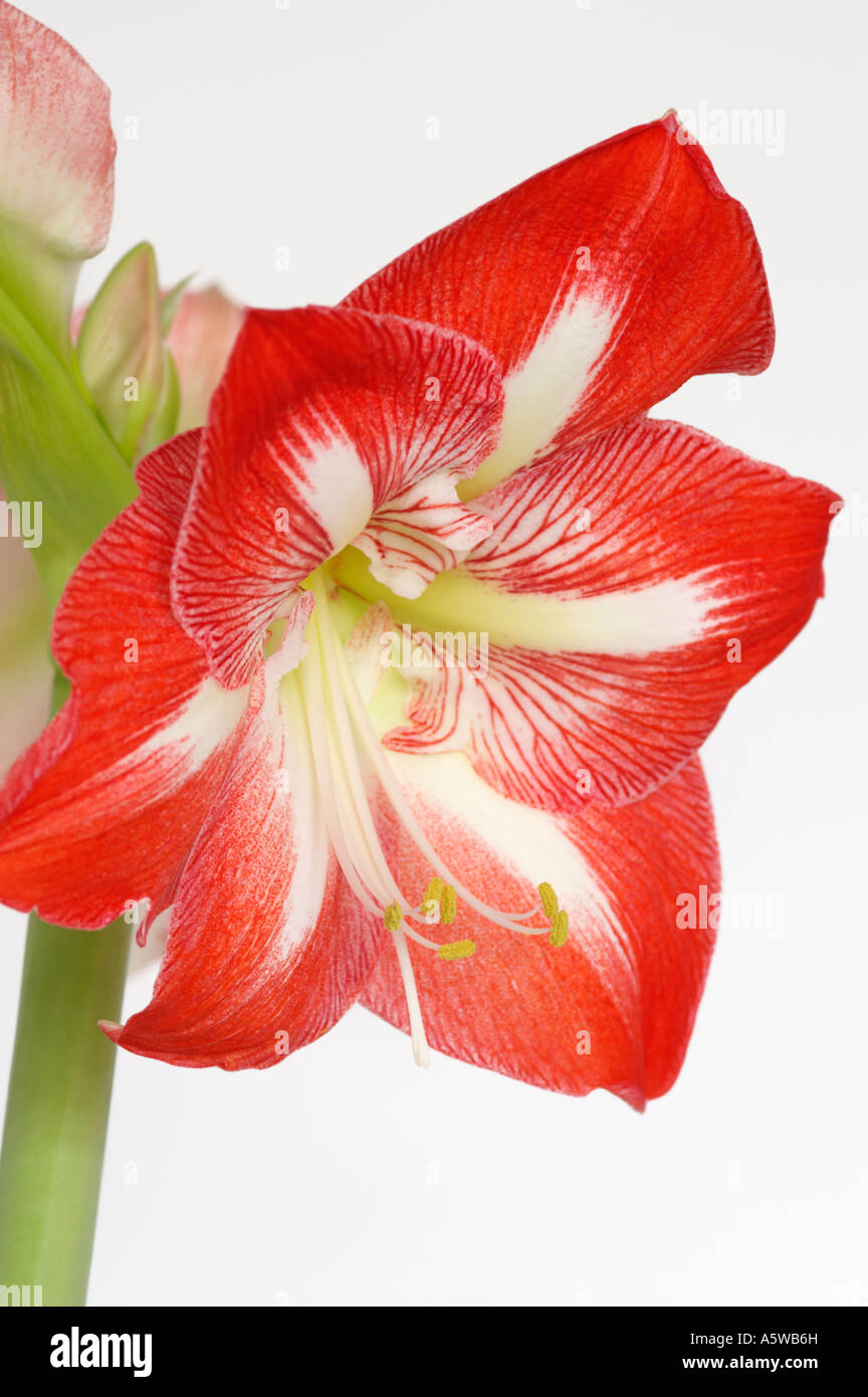 HIPPEASTRUM MINERVA AMARYLLIS Stock Photo - Alamy
