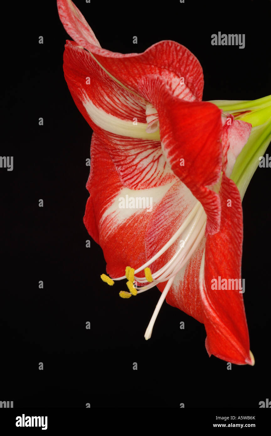 HIPPEASTRUM MINERVA AMARYLLIS Stock Photo - Alamy