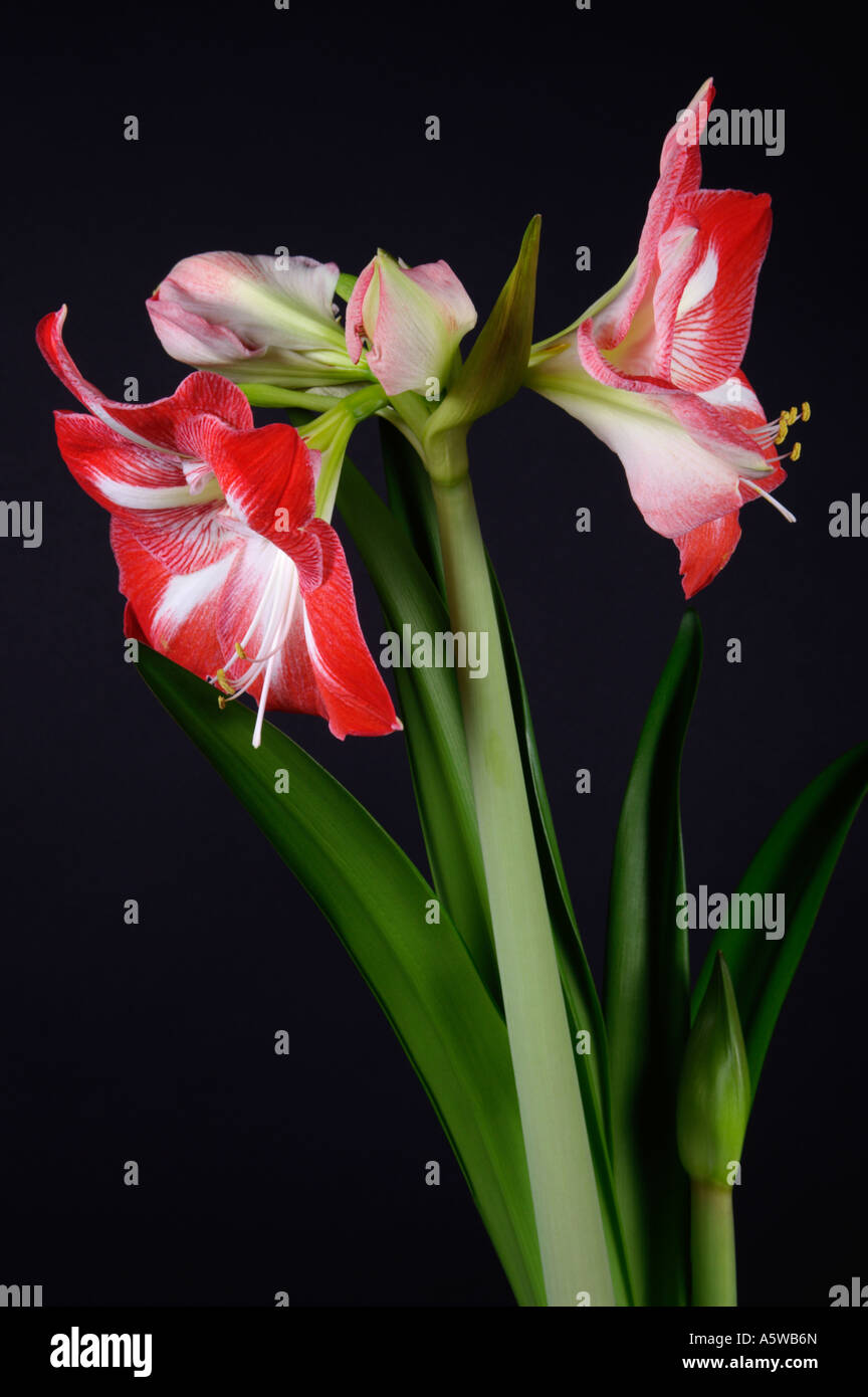 HIPPEASTRUM MINERVA AMARYLLIS Stock Photo - Alamy