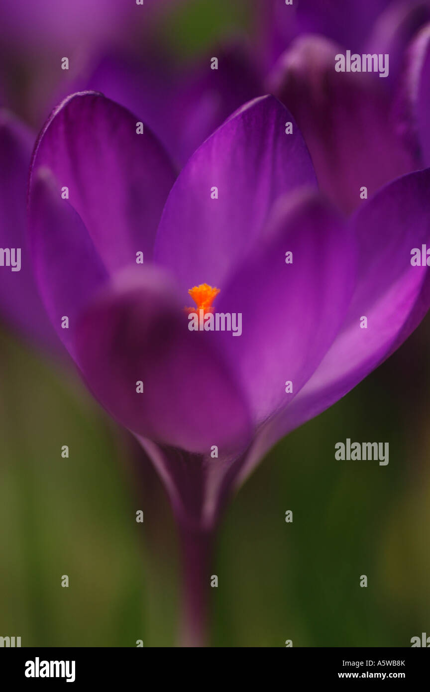 Crocus vernus purpureus grandiflorus hi-res stock photography and ...