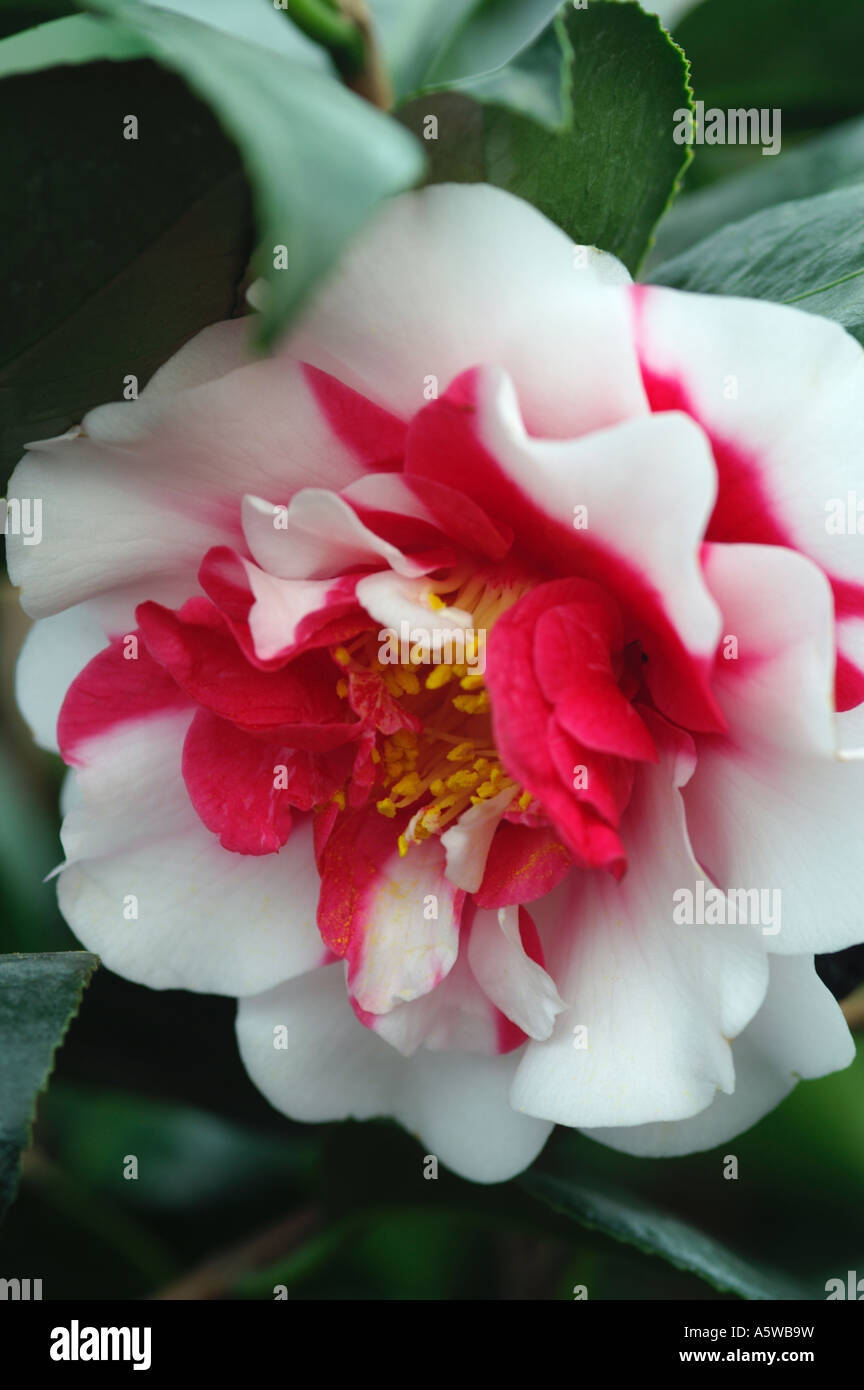 General coletti hi-res stock photography and images - Alamy