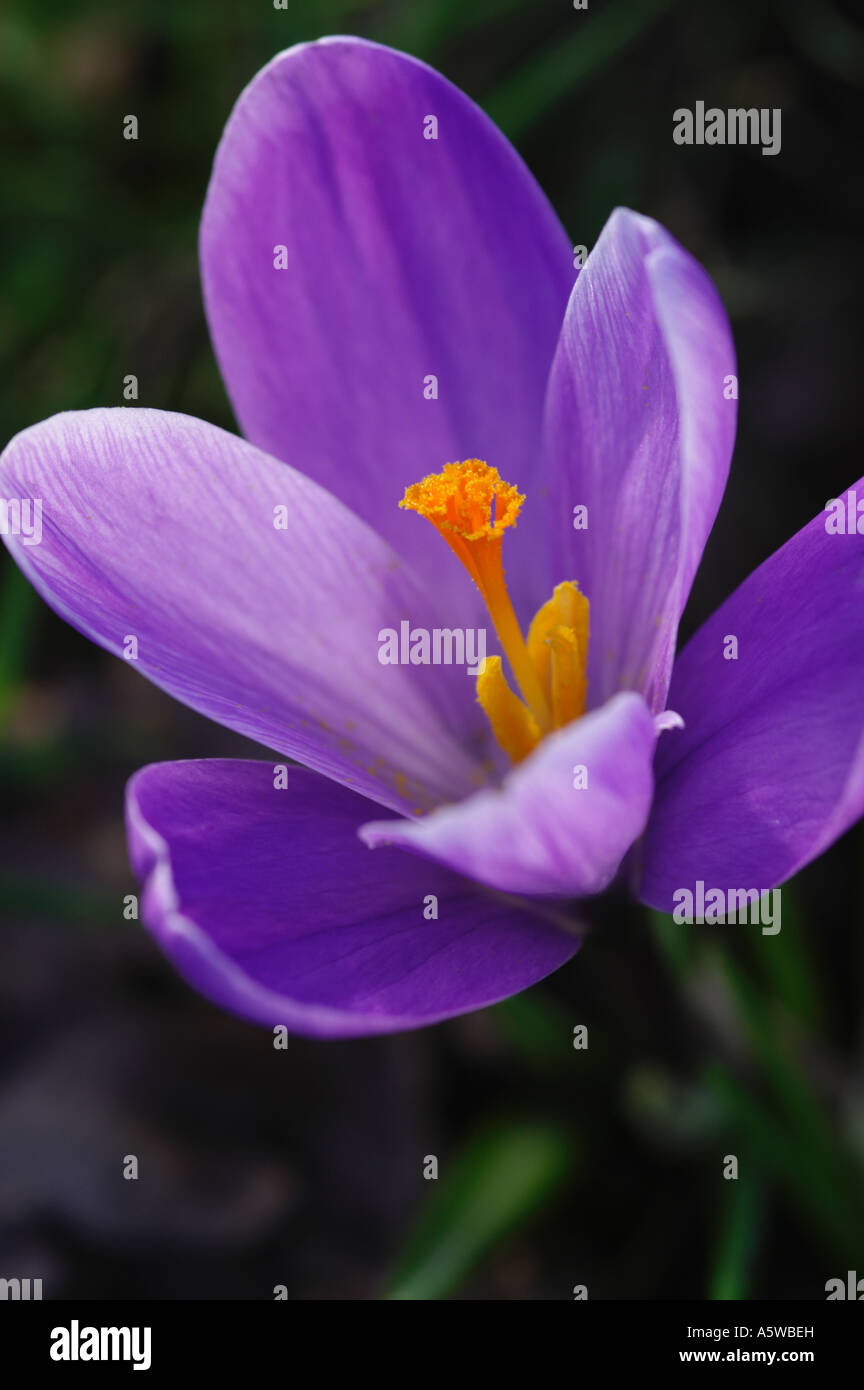 CROCUS VERNUS REMEMBRANCE Stock Photo - Alamy