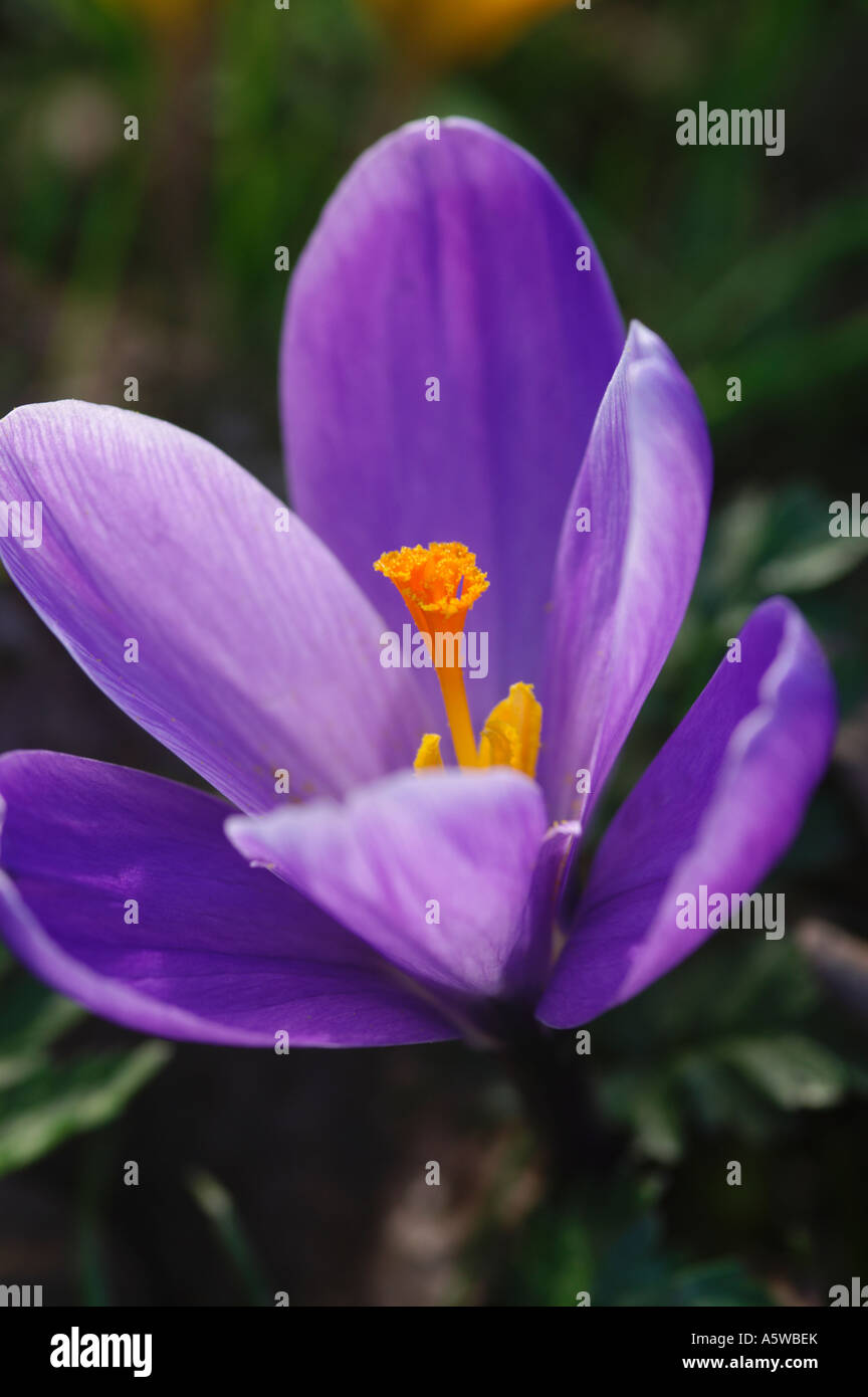 CROCUS VERNUS REMEMBRANCE Stock Photo - Alamy