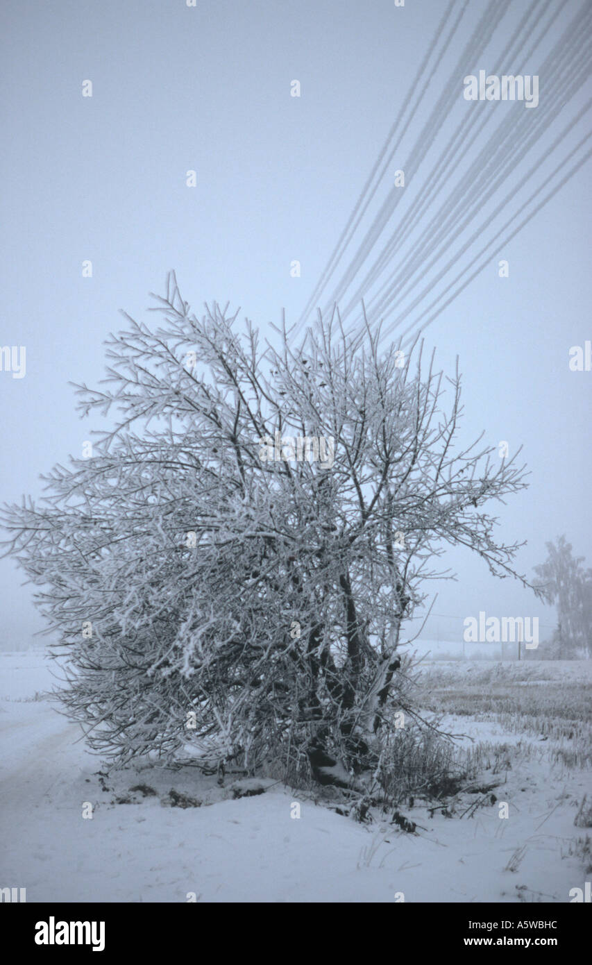 Bush and telecommunication wire lines in wintertime frost Stock Photo ...