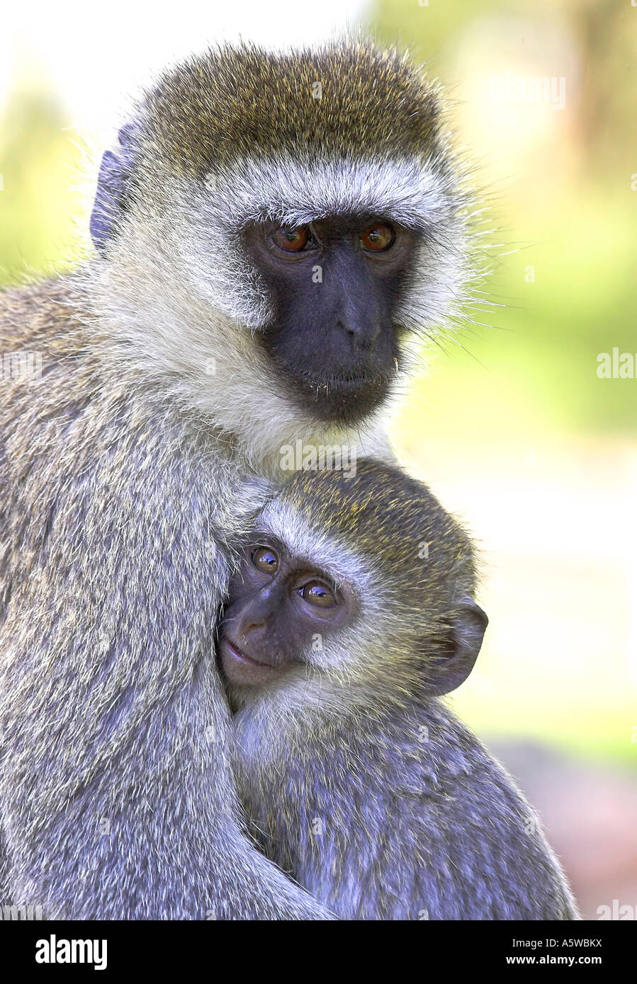 Black faced Vervet Monkey Stock Photo - Alamy