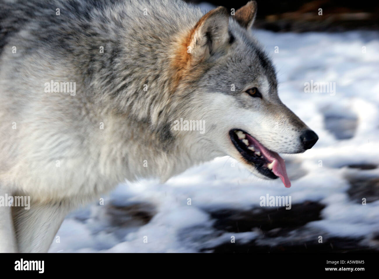 Timber Wolf running in the snow in Northern Minnesota Stock Photo - Alamy
