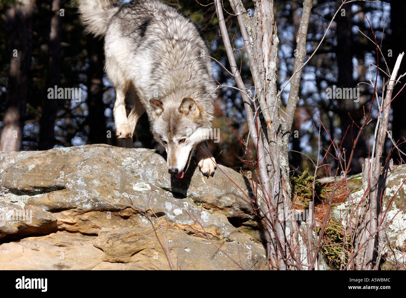 Timber Wolf running across bedrock in the woods in Northern Minnesota ...