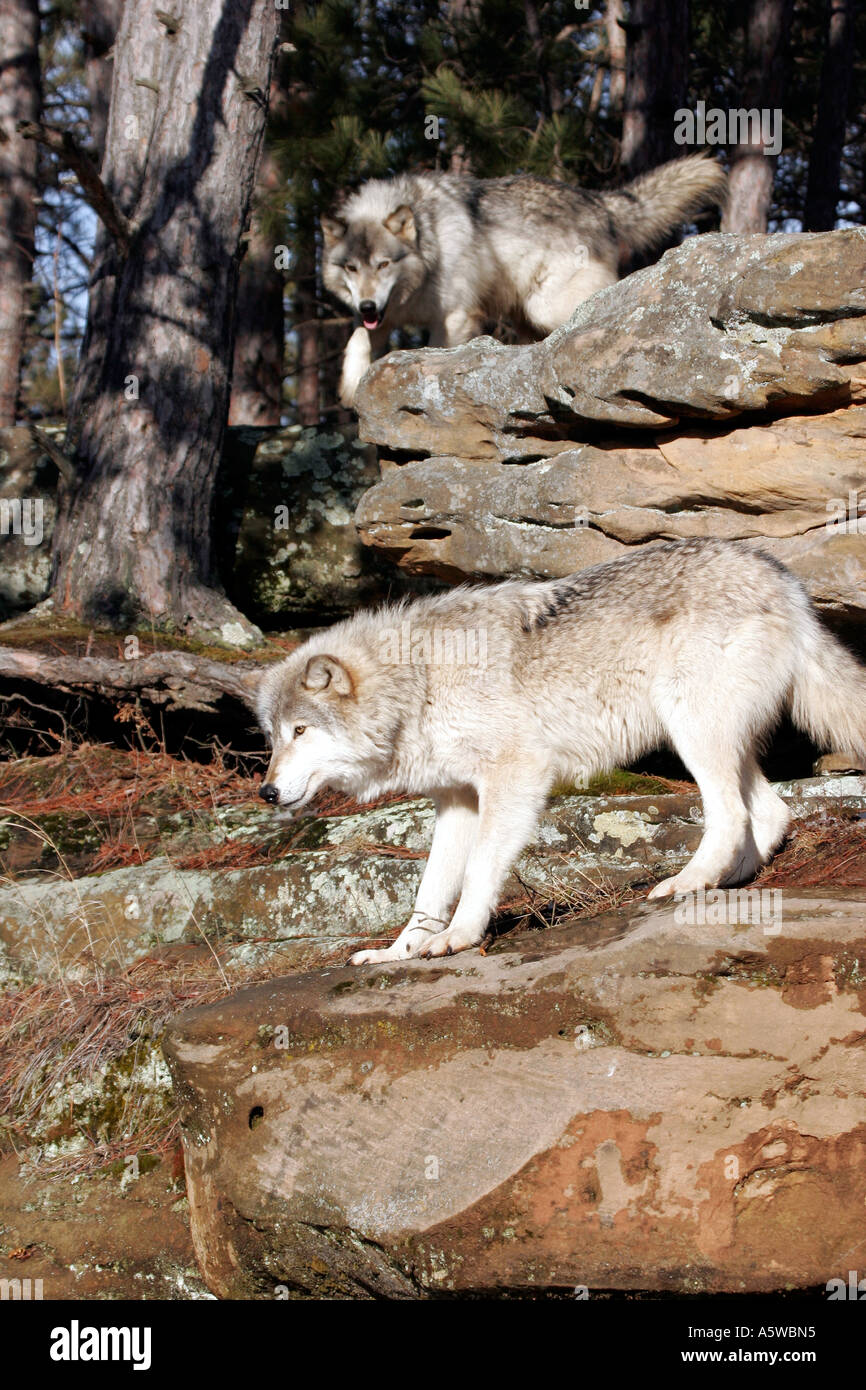 Two Timber wolves in the woods in Northern Minnesota Stock Photo - Alamy