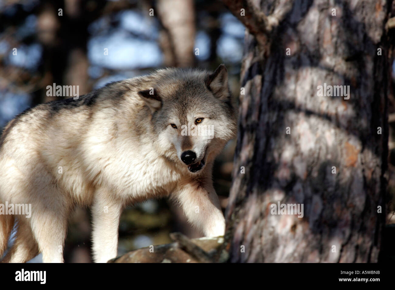 Timber Wolf in the woods in Northern Minnesota Stock Photo - Alamy