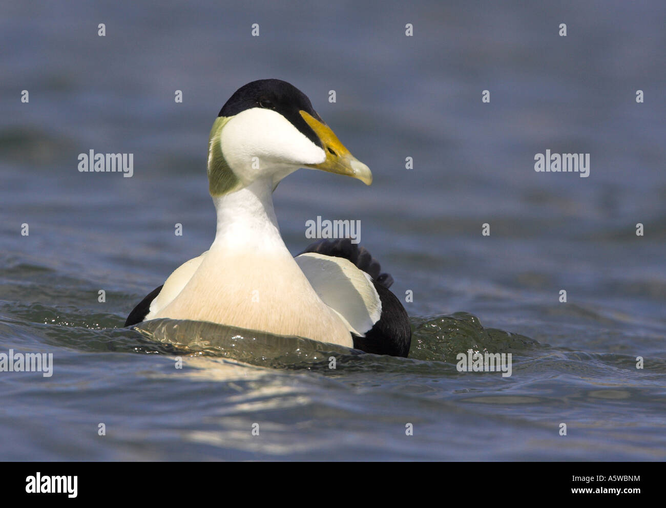 Eider drake Somateria mollissima Stock Photo - Alamy