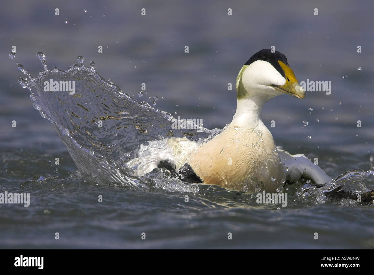Eider drake Somateria mollissima fighting Stock Photo - Alamy