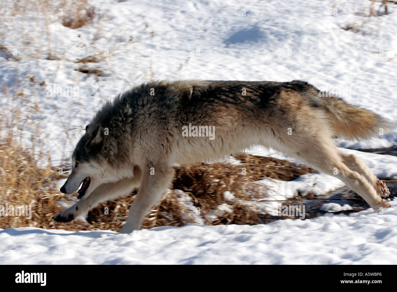 Timber Wolf running in the snow in Northern Minnesota Stock Photo - Alamy