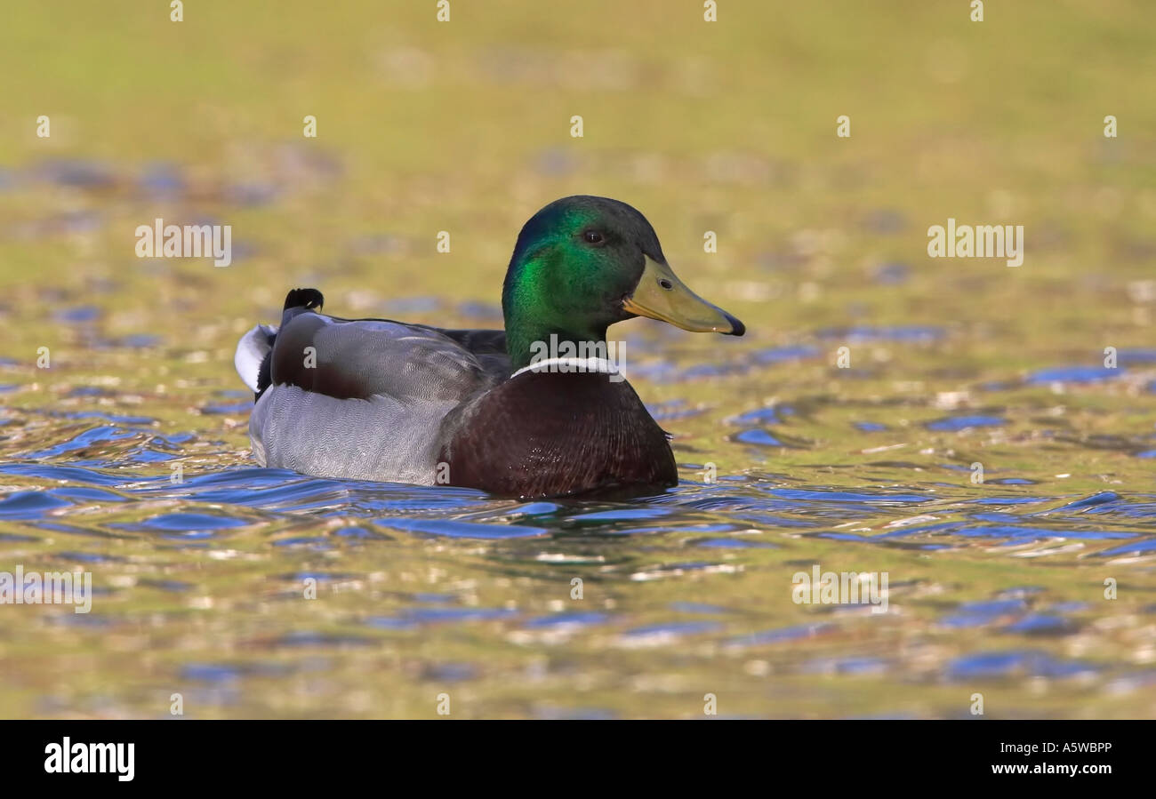 Mallard drake Anas platyrhynchos on golden pond Stock Photo - Alamy