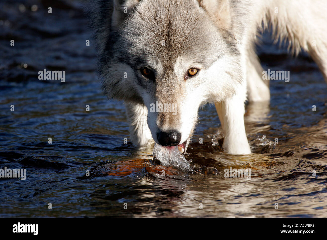 Timber Wolf drinking water in the river in Northern Minnesota Stock ...