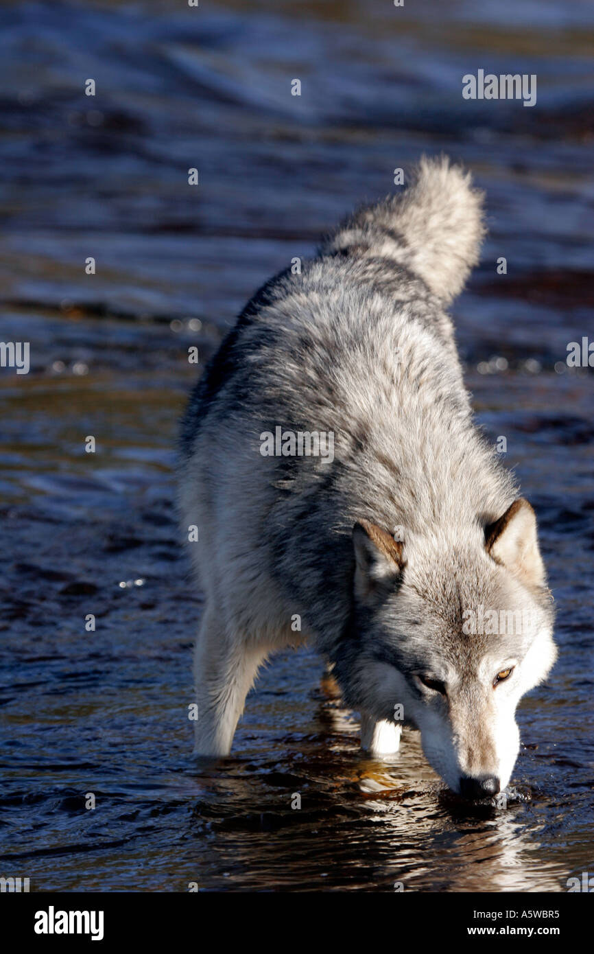 Timber Wolf drinking water in the river in Northern Minnesota Stock ...