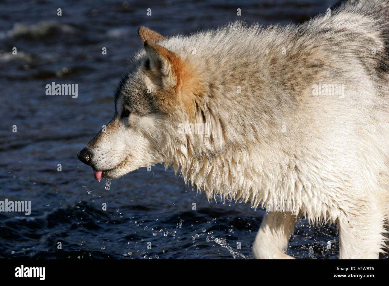Timber Wolf in a river in Northern Minnesota Stock Photo - Alamy