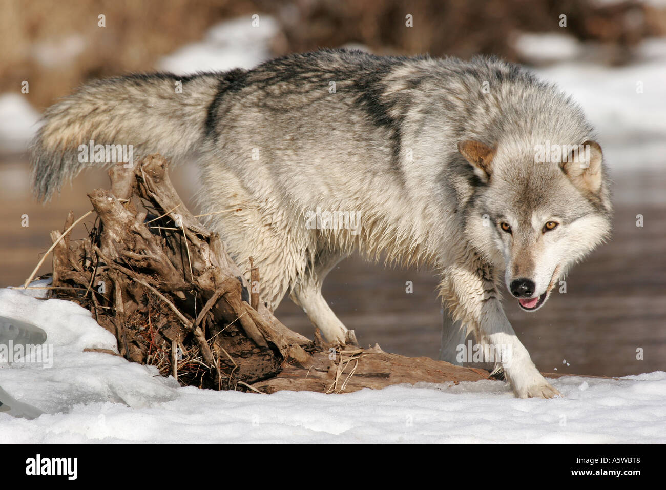 Timber Wolf in Northern Minnesota Stock Photo - Alamy