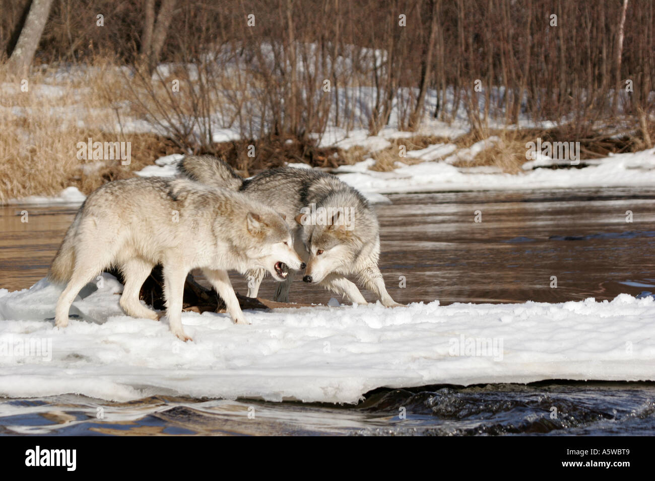 Two fighting wolves hi-res stock photography and images - Alamy