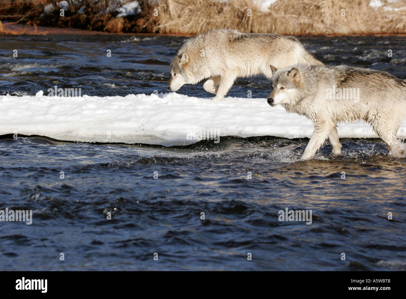 Two Timber Wolves running in a river in Northern Minnesota Stock Photo ...