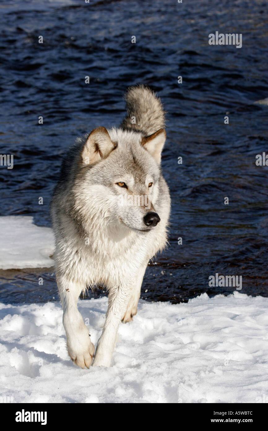 Timber Wolf running in the snow in Northern Minnesota Stock Photo - Alamy