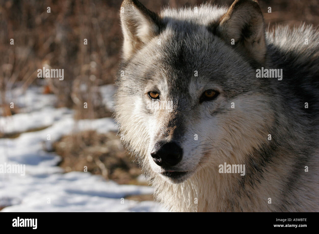 Timber wolf running hunt hi-res stock photography and images - Alamy