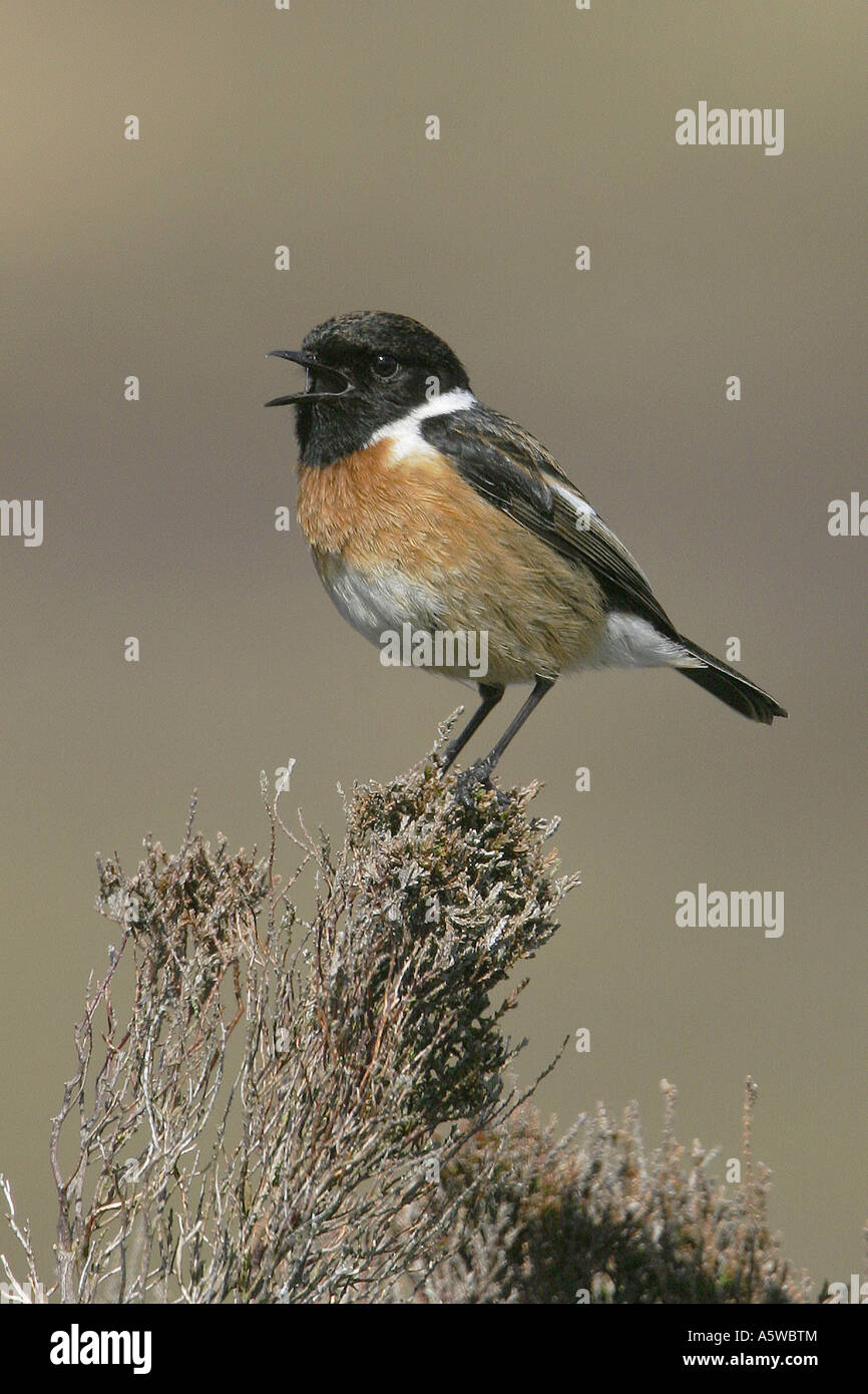 Singing stonechat hi-res stock photography and images - Alamy