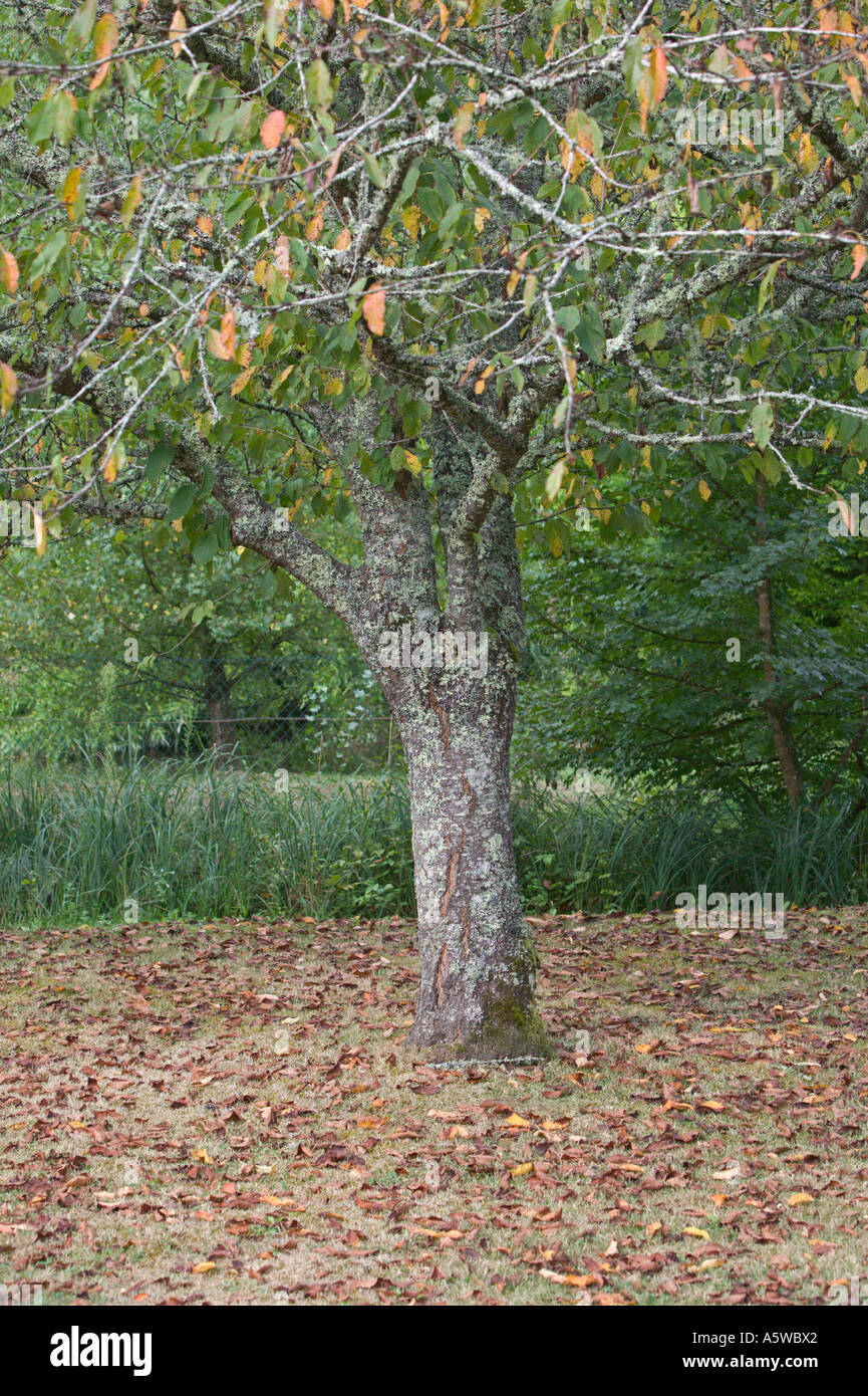 Drought stressed cherry tree loses its leaves prematurely in late ...