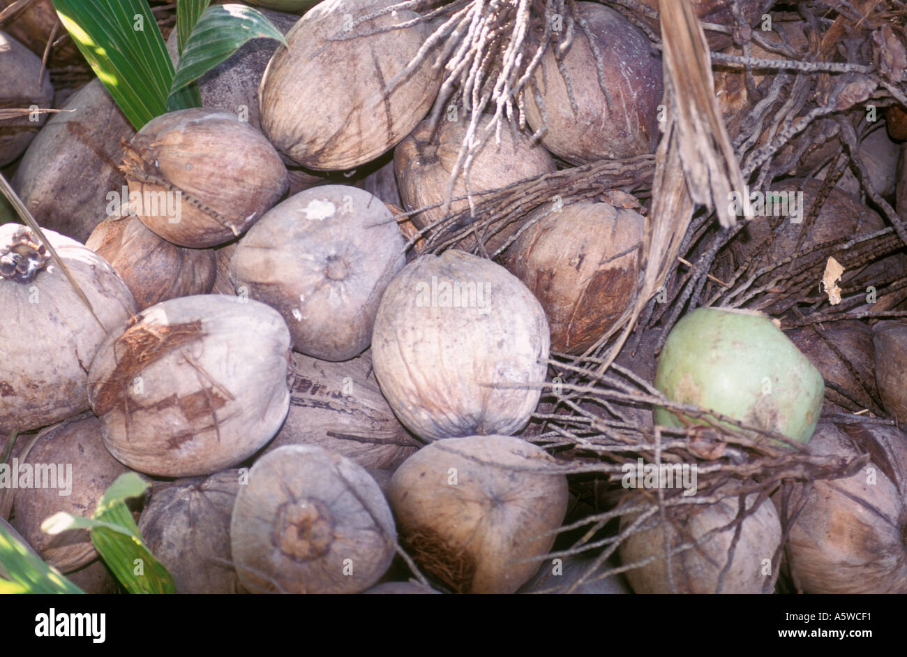 Coconut pile Thailand Stock Photo - Alamy