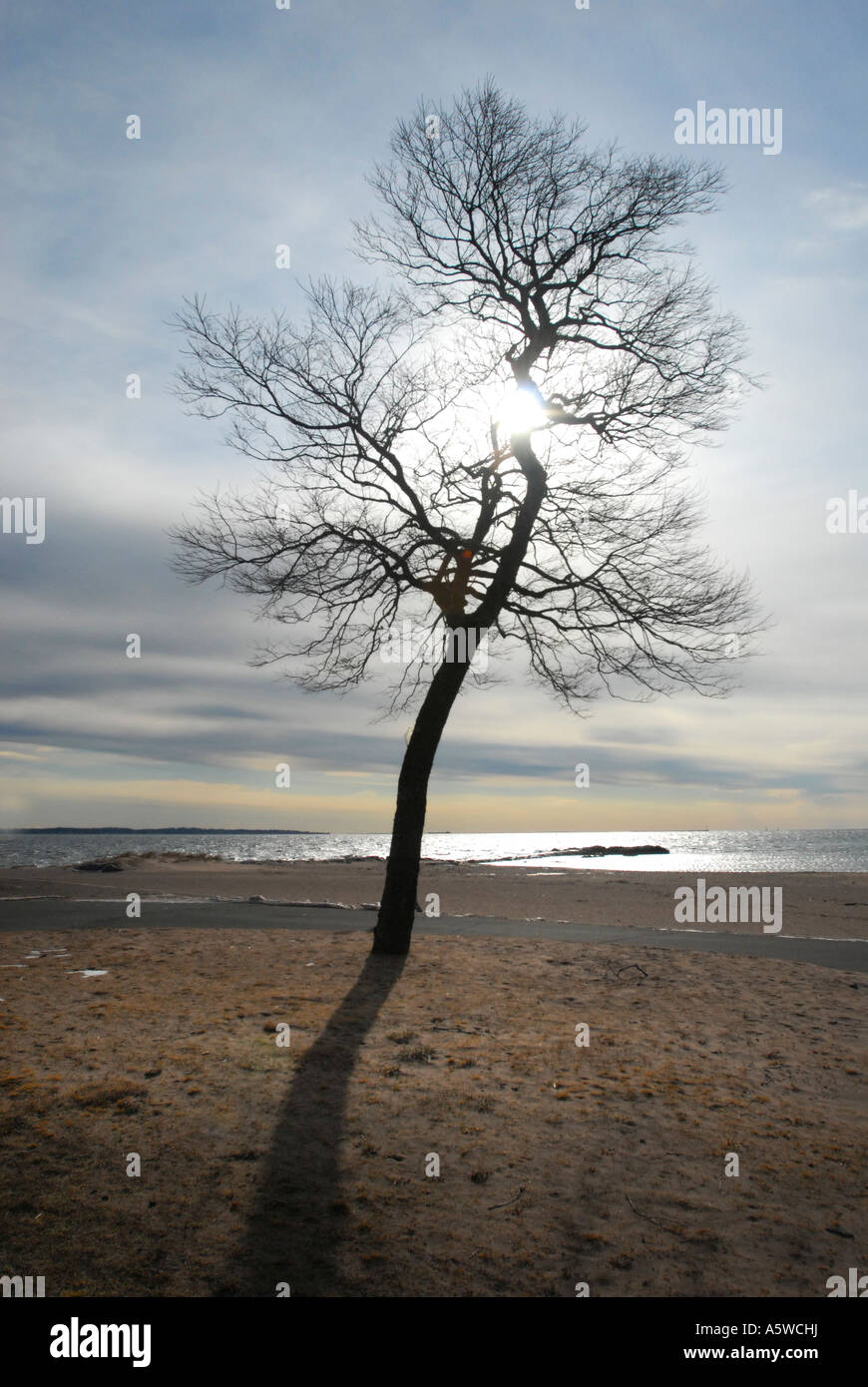 Simple tree on beach with dramatic sky Stock Photo - Alamy
